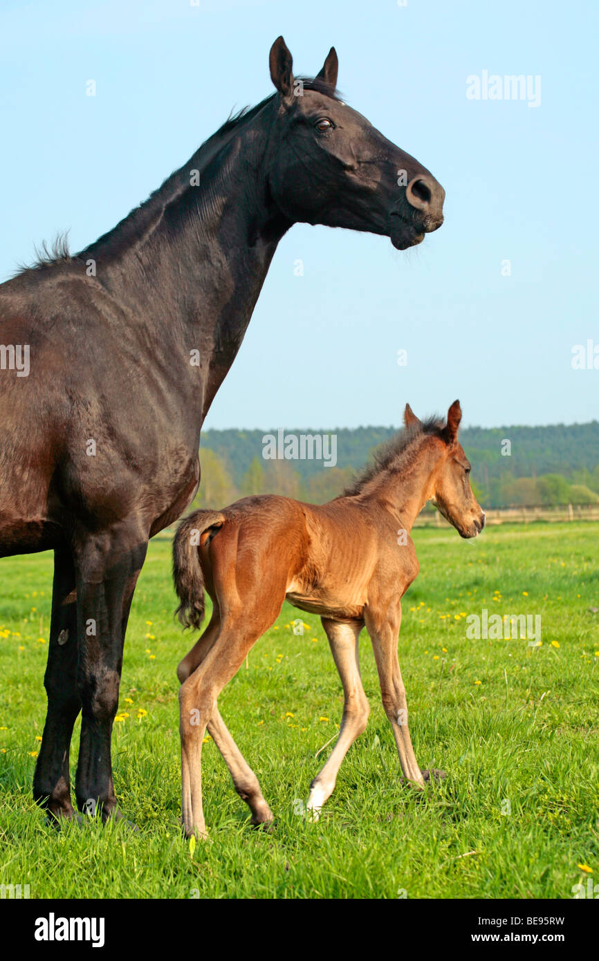 mare and foal together on a meadow Stock Photo - Alamy