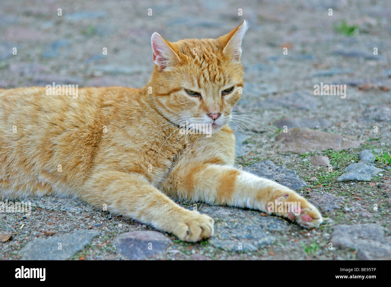 reclining brown cat Stock Photo - Alamy