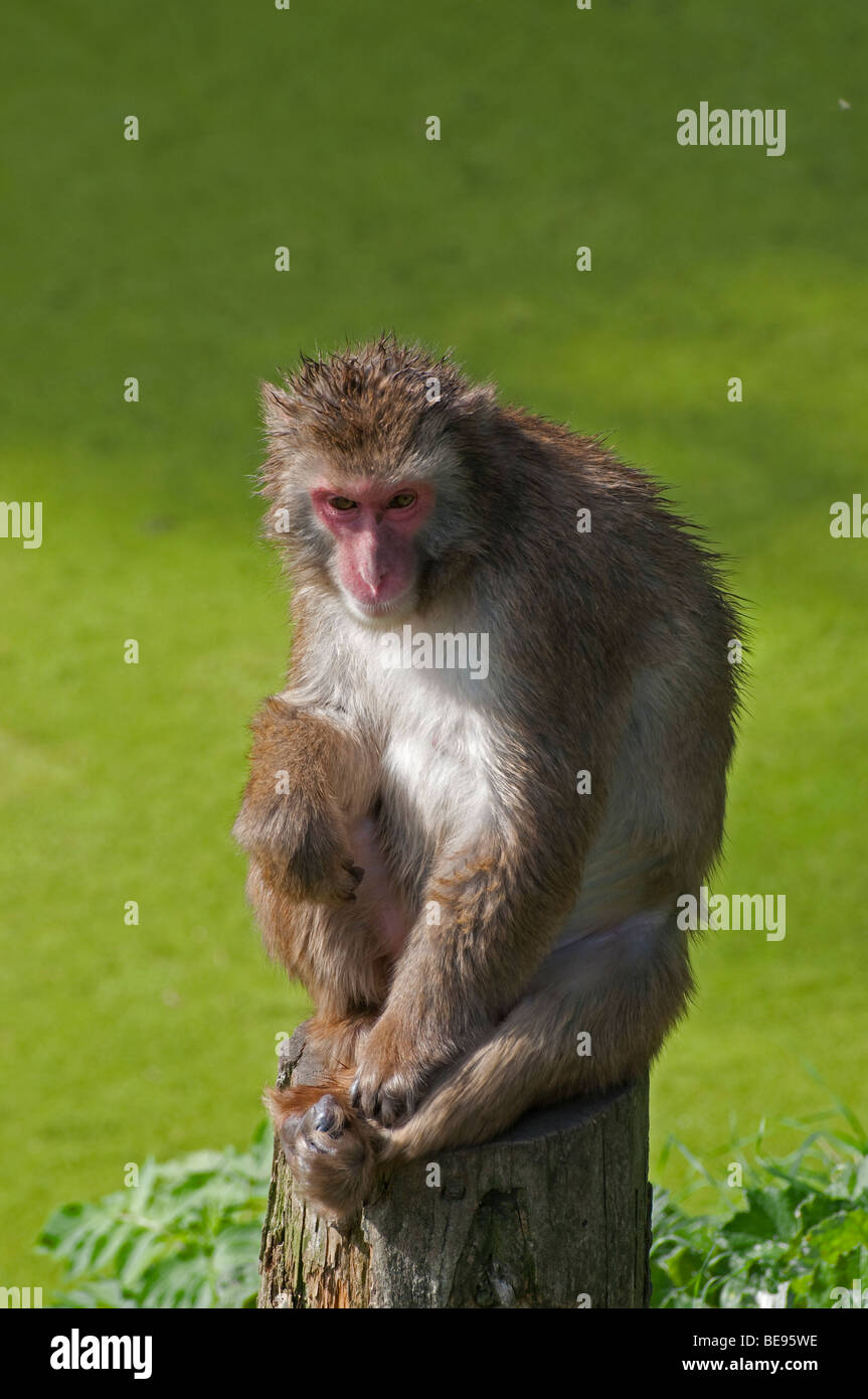 A Japanese Macaque sitting on a tree stump in an animal park in Quebec ...