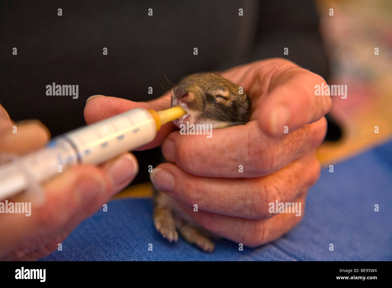 Young cottontail rabbit, 5 days old, being hand fed formula at ...