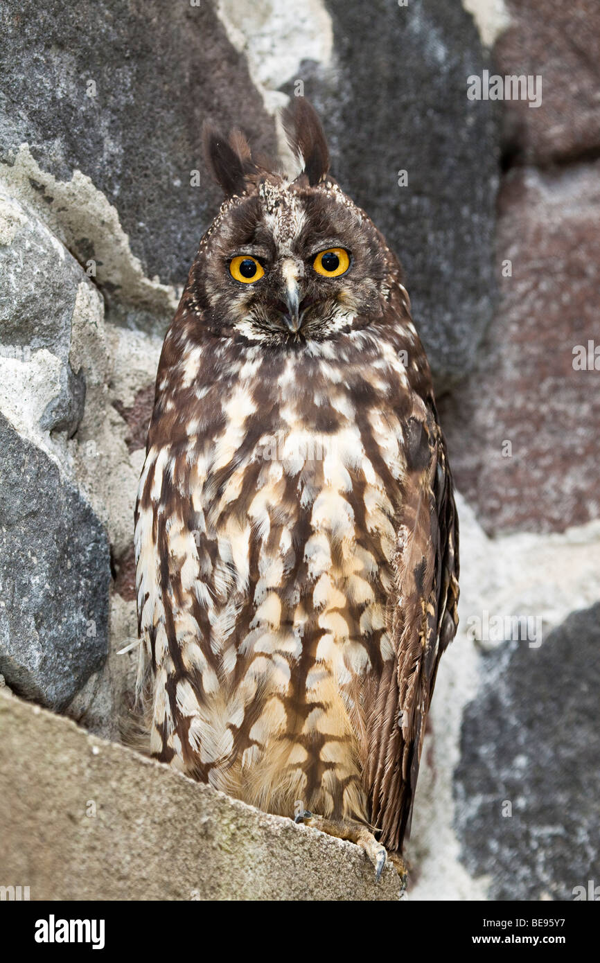 Stygian owl hi-res stock photography and images - Alamy