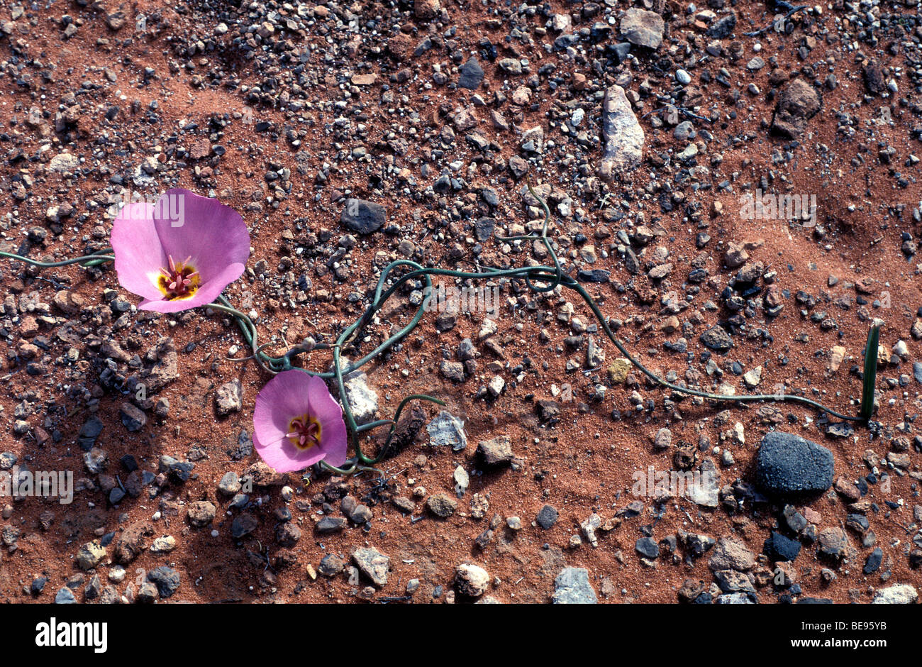 Weakstem Mariposa Lily Calochortus flexuosus Stock Photo - Alamy