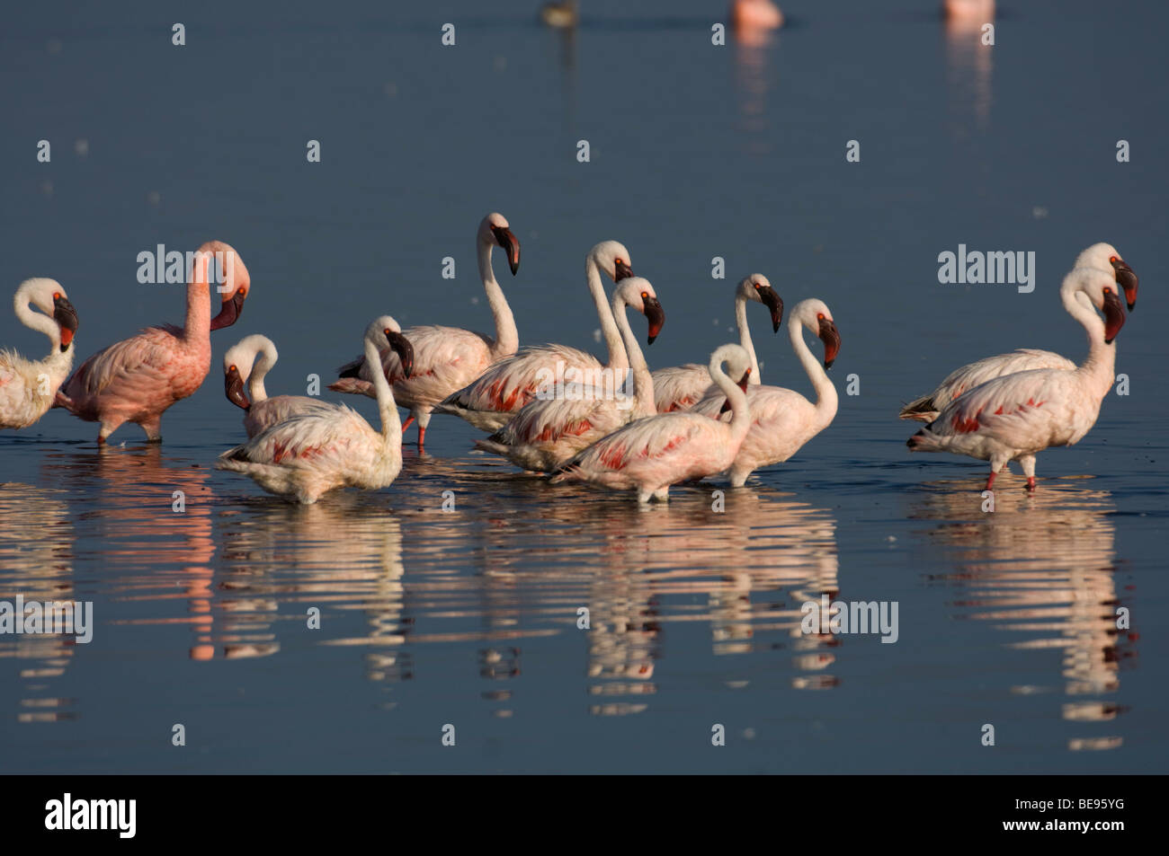 Lesser flamingo (Phoeniconaias minor), Lake Nakuru National Park, Kenya ...