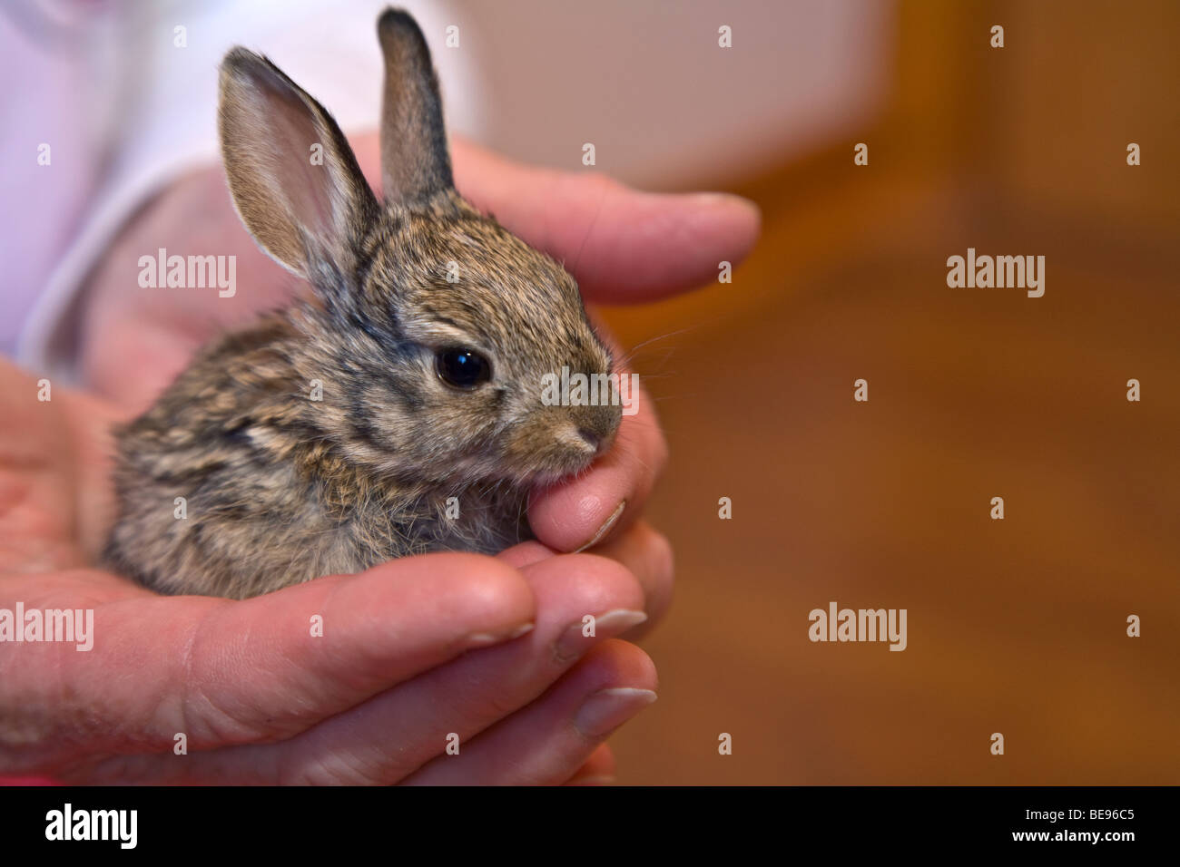 Baby Jack Rabbit Jack? Baby Jack Rabbit! All Things Wild