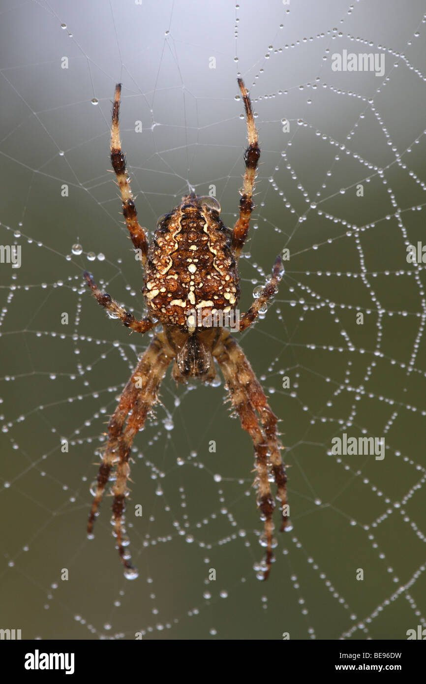 Kruisspin (Araneus diadematus) in spinneweb, Belgi Cross spider ...