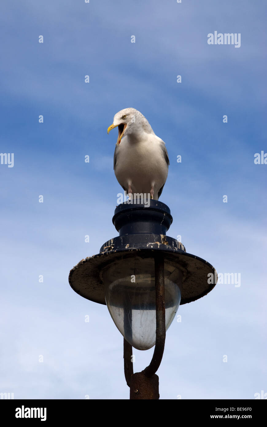 Seagull at Llandudno Wales Stock Photo - Alamy