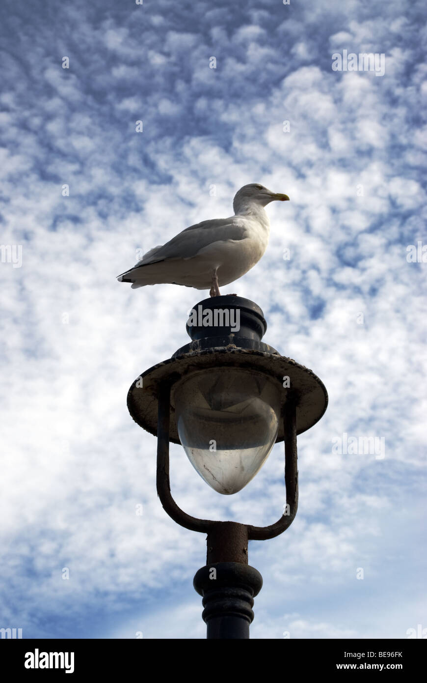 Seagull at Llandudno Wales Stock Photo - Alamy