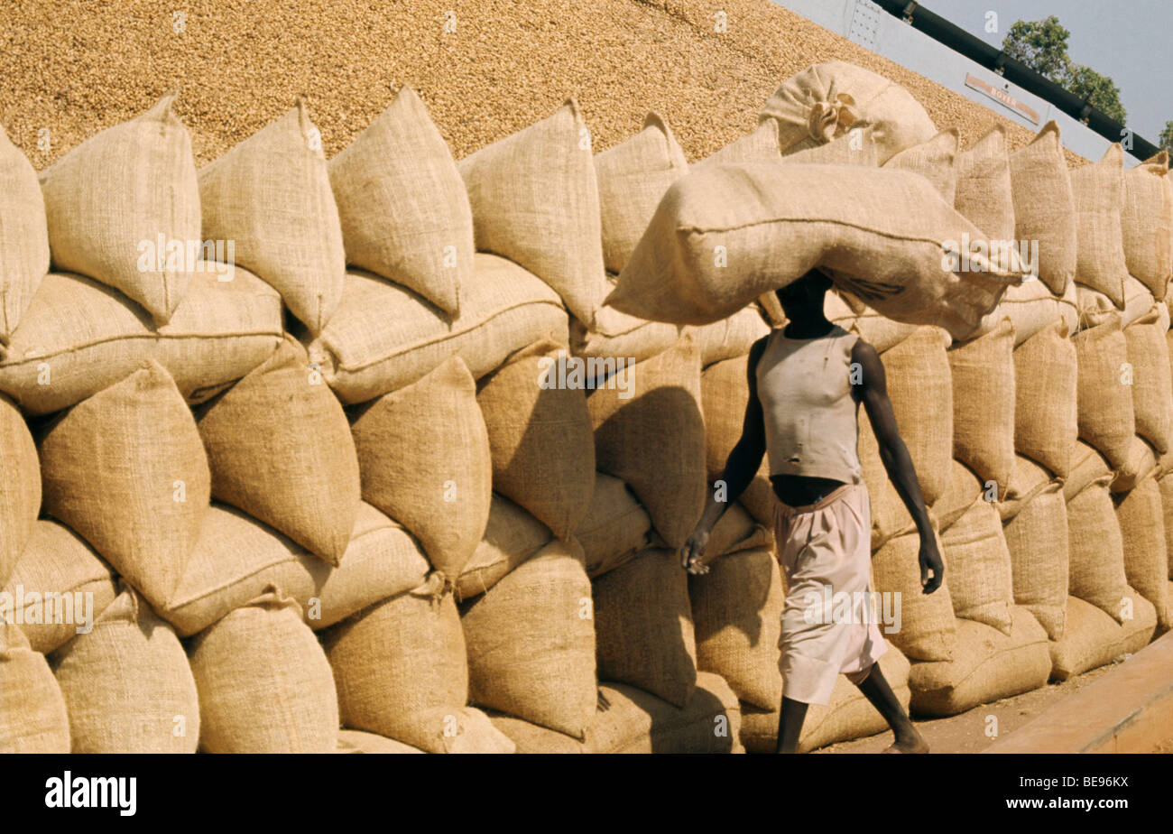 SENEGALWest Africa Kaolak Man walking past a groundnut pyramid carrying ...
