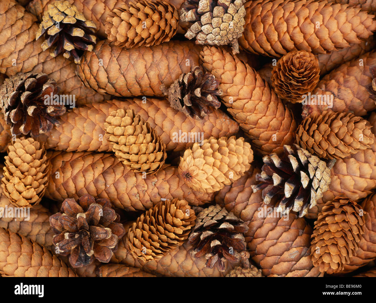 TREES Assorted Fir cones Stock Photo - Alamy