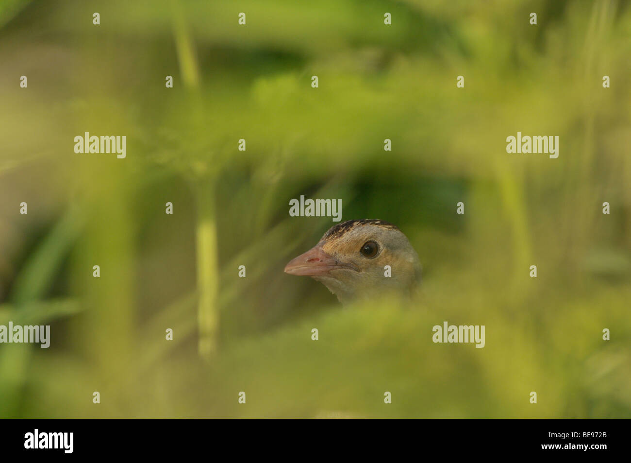 Volwassen man hi-res stock photography and images - Alamy