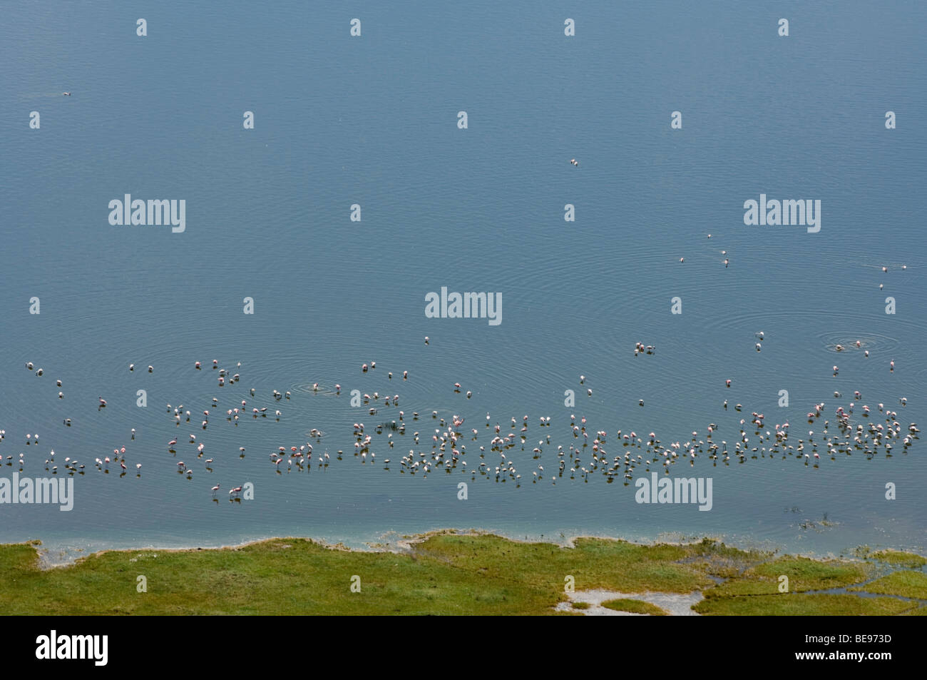 Lesser flamingo (Phoeniconaias minor), Lake Nakuru National Park, Kenya ...