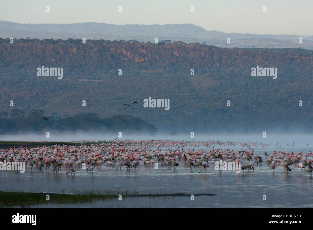 Lesser flamingo (Phoeniconaias minor), Lake Nakuru National Park, Kenya ...