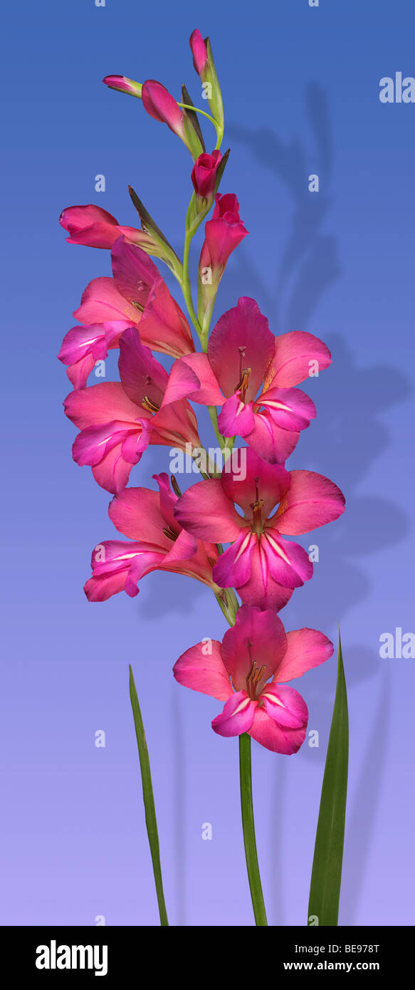 Byzantine gladiolus hi-res stock photography and images - Alamy