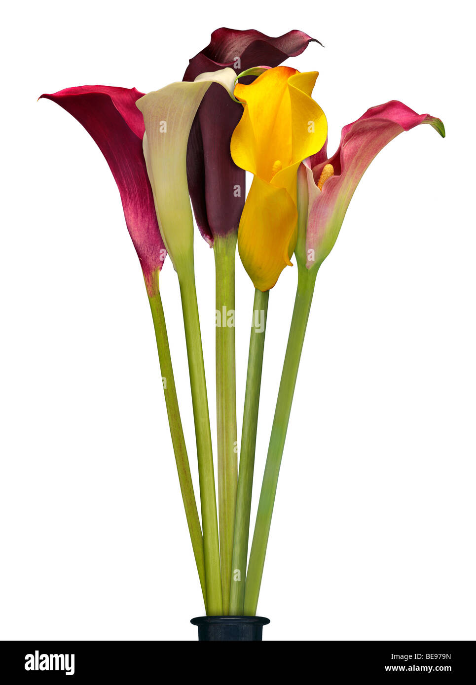 Red and yellow calla lilies hi-res stock photography and images - Alamy