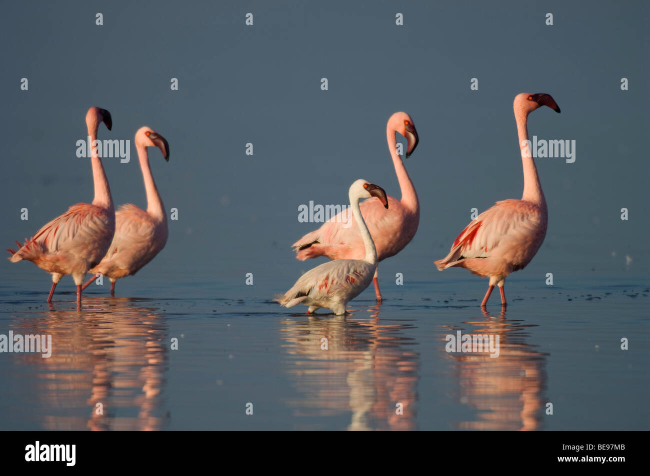 Lesser flamingo (Phoeniconaias minor), Lake Nakuru National Park, Kenya ...