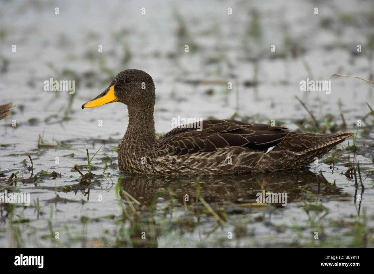 Wildlife ducks hi-res stock photography and images - Alamy