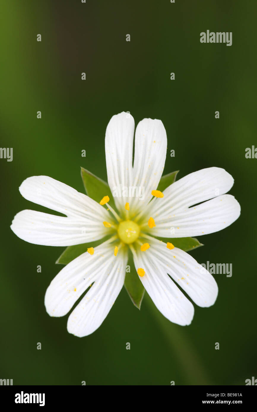 Grootbloemige muur hi-res stock photography and images - Alamy