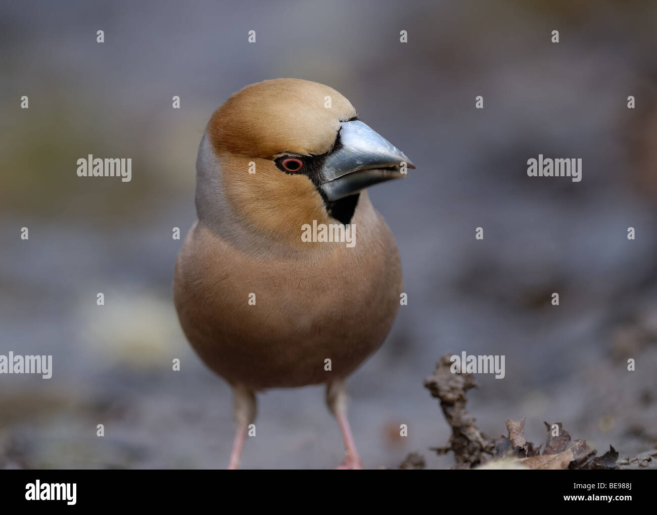 Hawfinch Coccothraustes coccothraustes (Linnaeus, 1758 Stock Photo - Alamy