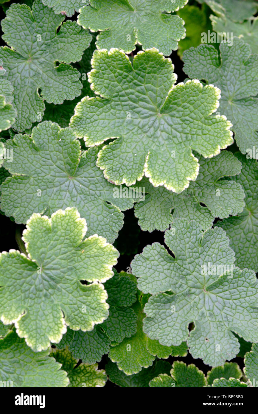 Geranium leaves close up Stock Photo - Alamy