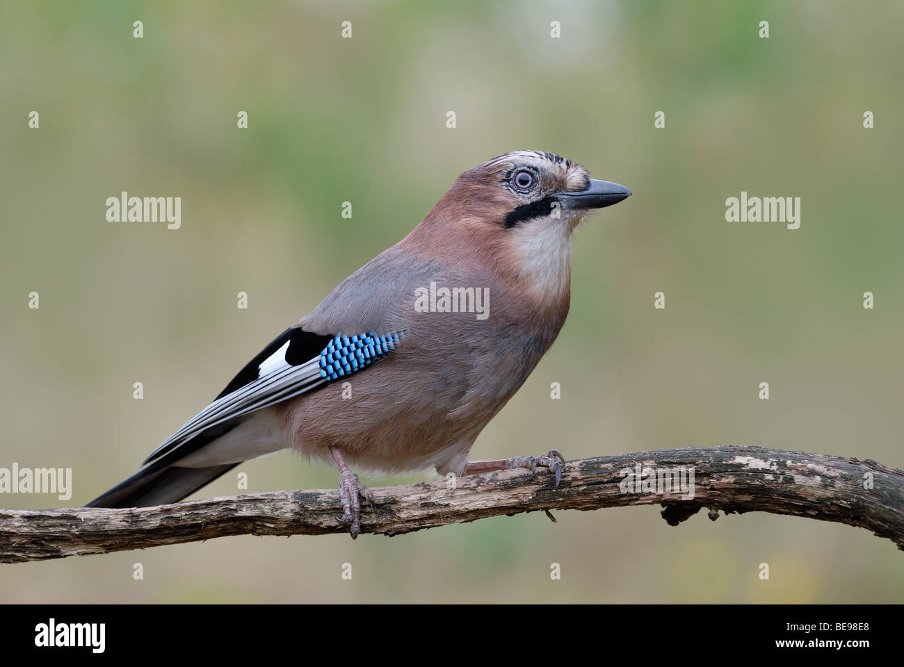 The European Jay (Garrulus glandarius Stock Photo - Alamy