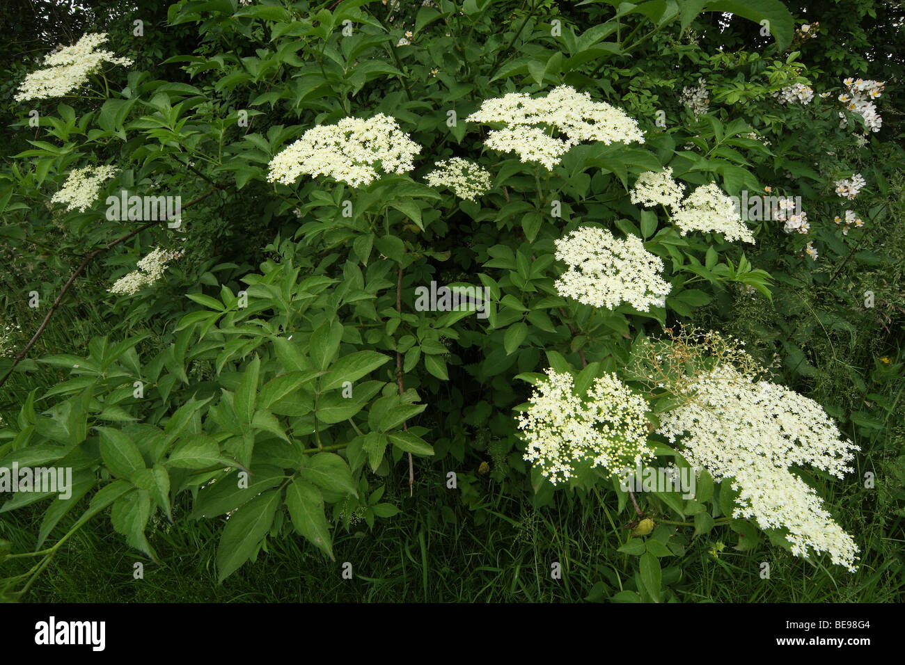 Gewone Vlier (Sambucus nigra) in bloei, Belgi Flowering Common elder ...