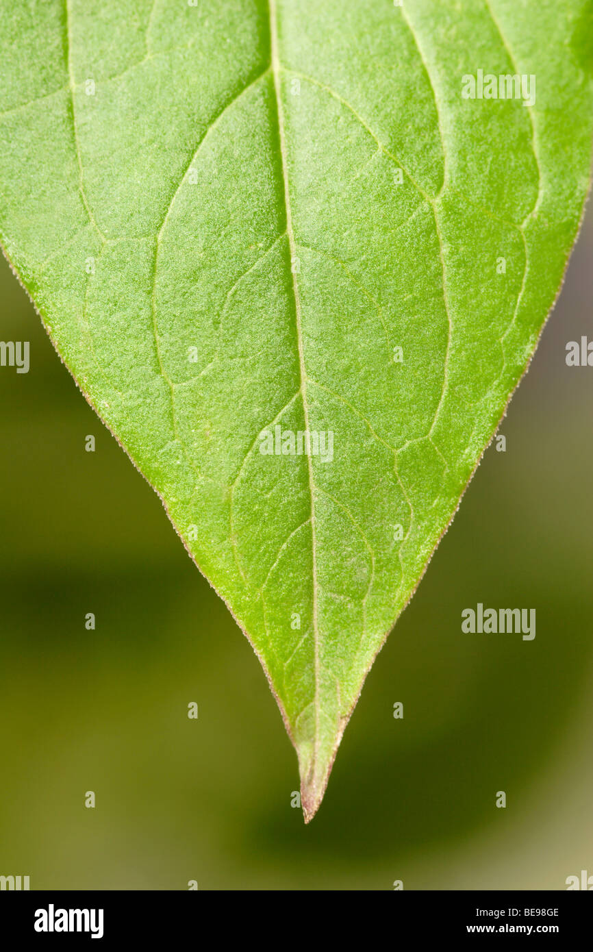 Leaf detail close up Stock Photo - Alamy