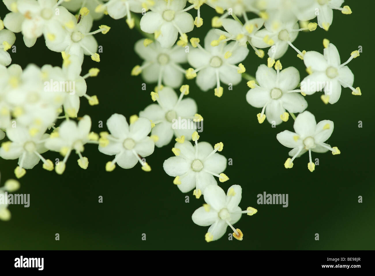 Gewone Vlier (Sambucus nigra) in bloei, Belgi Flowering Common elder ...