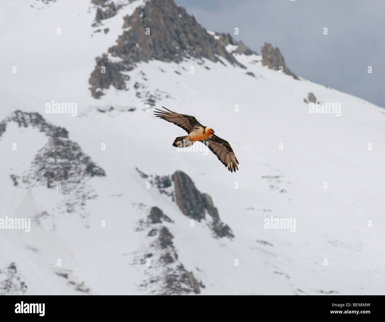 Vliegende Lammergier boven met sneeuw bedekt berglandschap; Flying ...