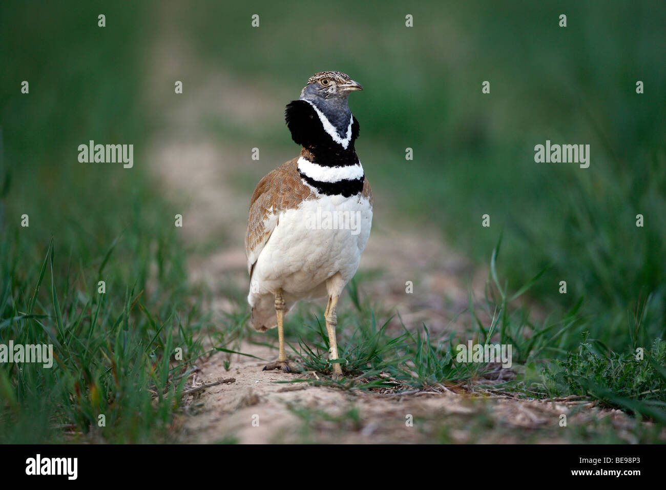 Jauntily hi-res stock photography and images - Alamy