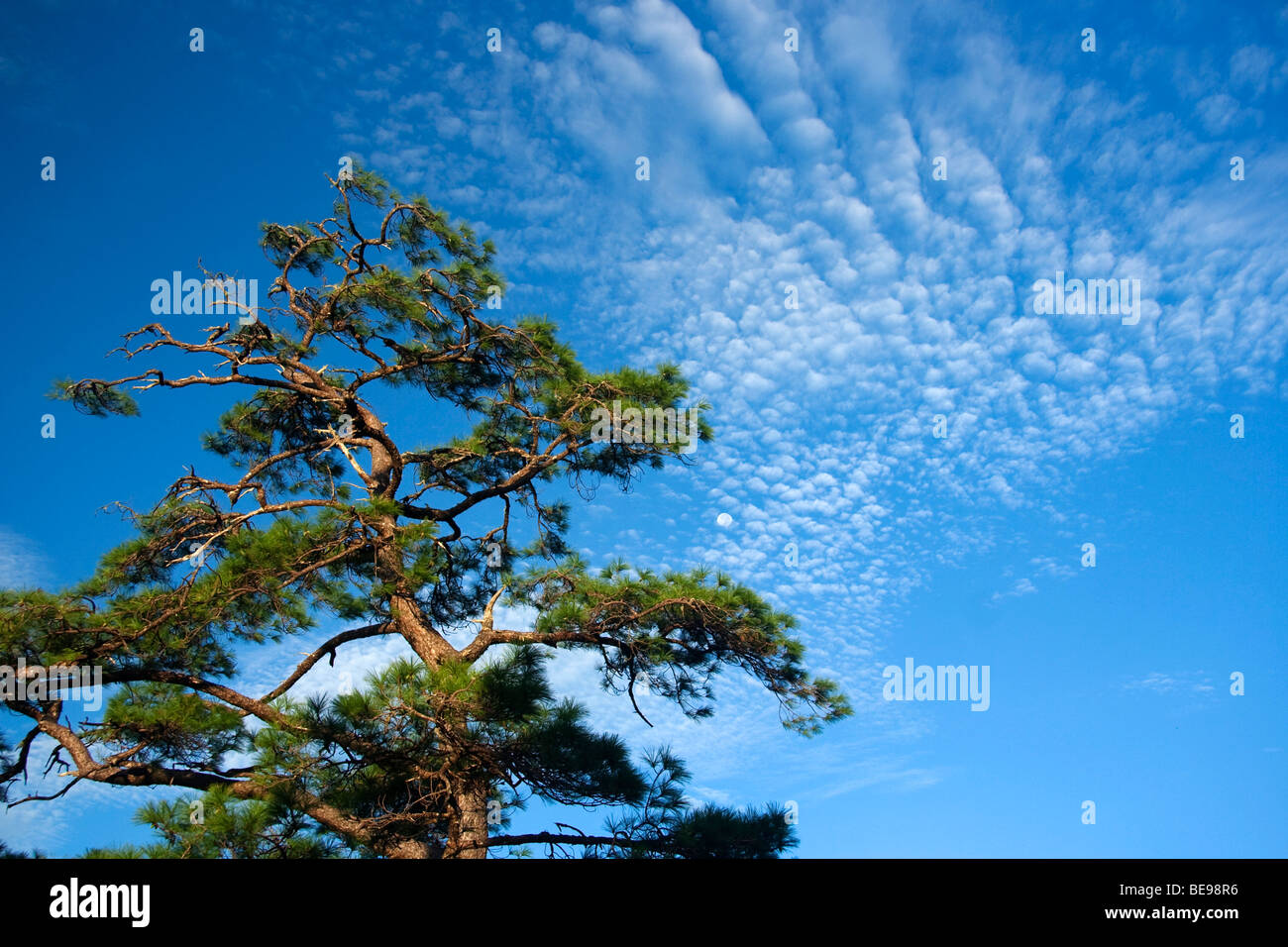 A pine tree with a blue sky background Stock Photo - Alamy