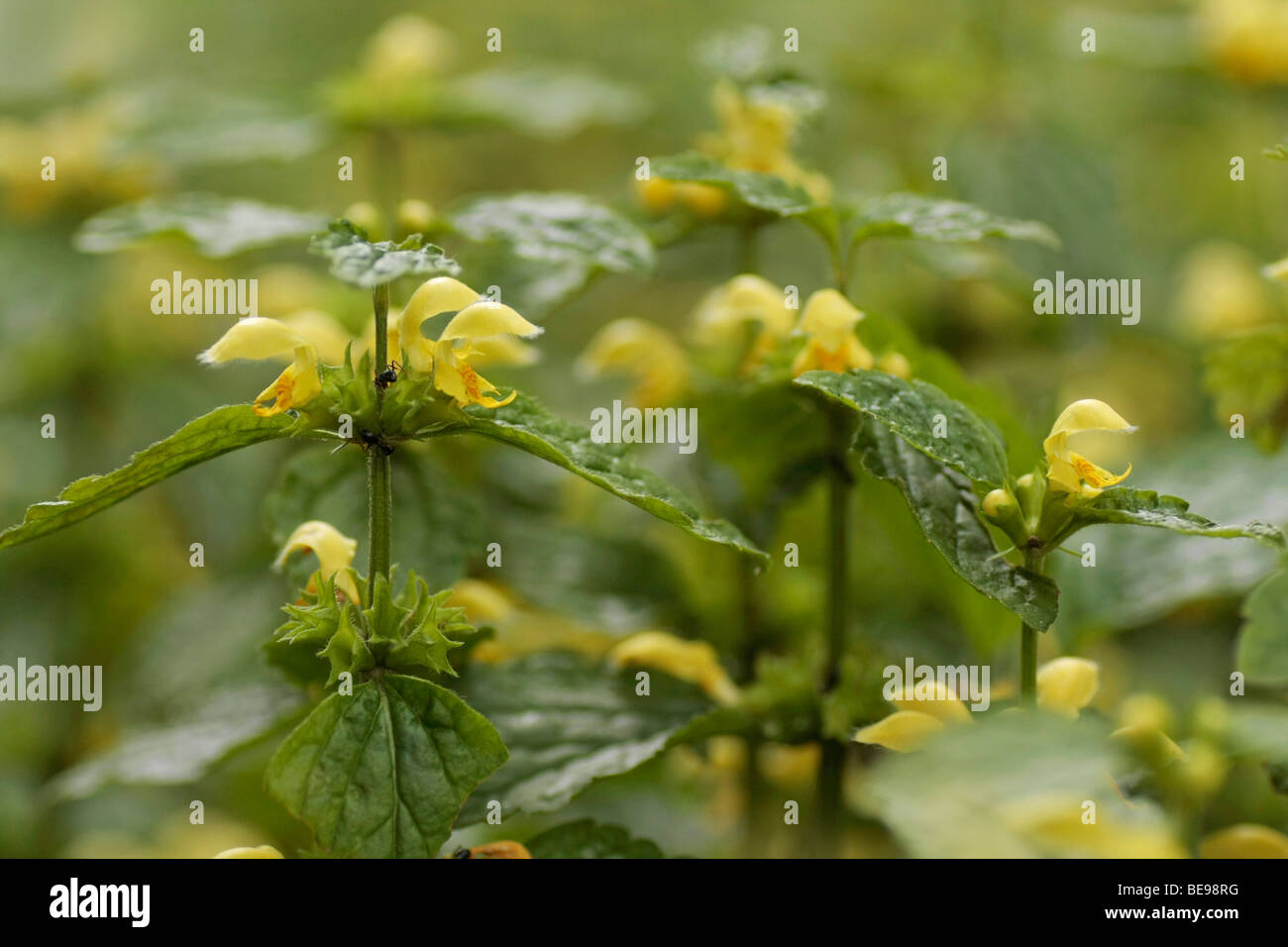 Deadnettle species hi-res stock photography and images - Alamy