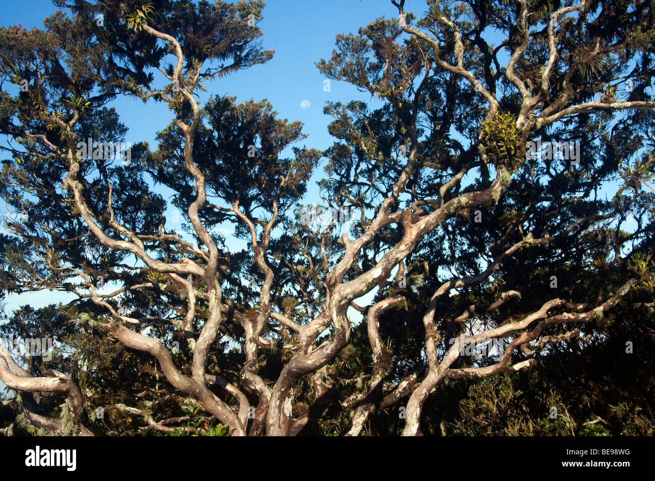Gnarled tree at the summit of Mt. Tapulao in Zambales Stock Photo - Alamy
