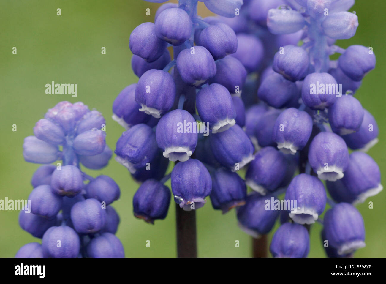 Detail of the flowers of Common grape hyacinth Stock Photo - Alamy