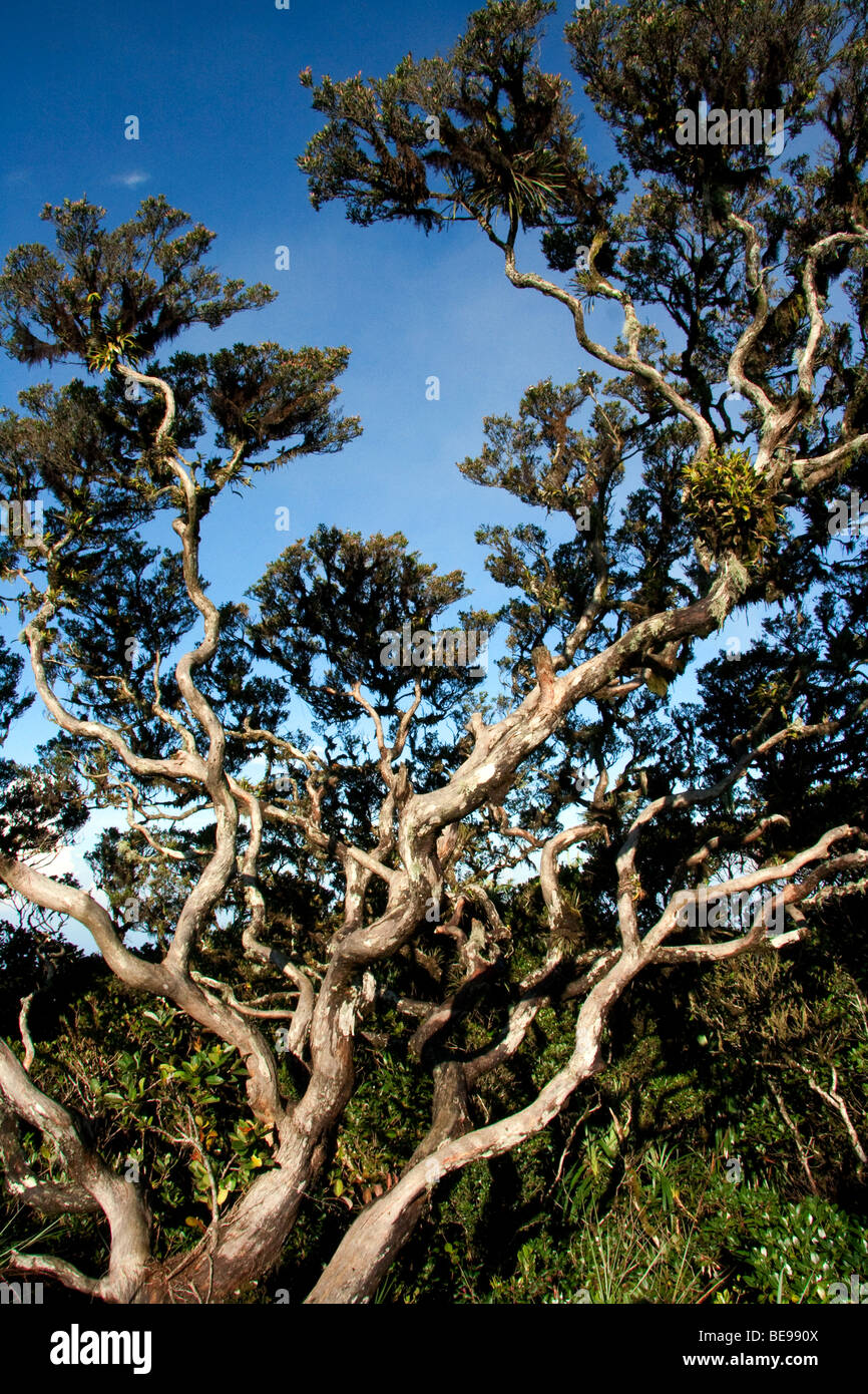 Gnarled tree at the summit of Mt. Tapulao in Zambales Stock Photo - Alamy