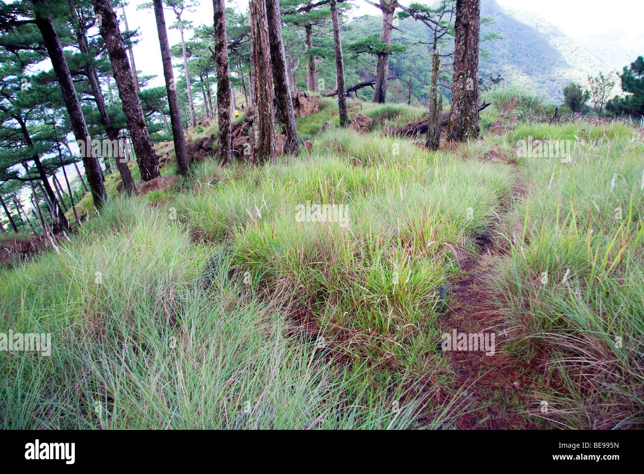Pine forest in Mt. Tapulao, Zambales Stock Photo - Alamy