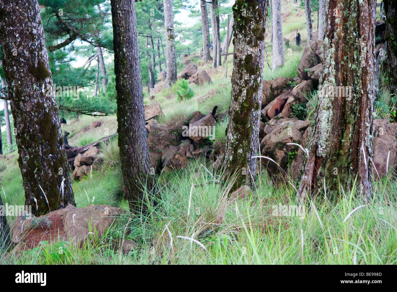 Pine forest in Mt. Tapulao, Zambales Stock Photo - Alamy