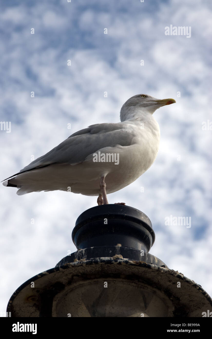 Seagull at Llandudno, Wales Stock Photo - Alamy