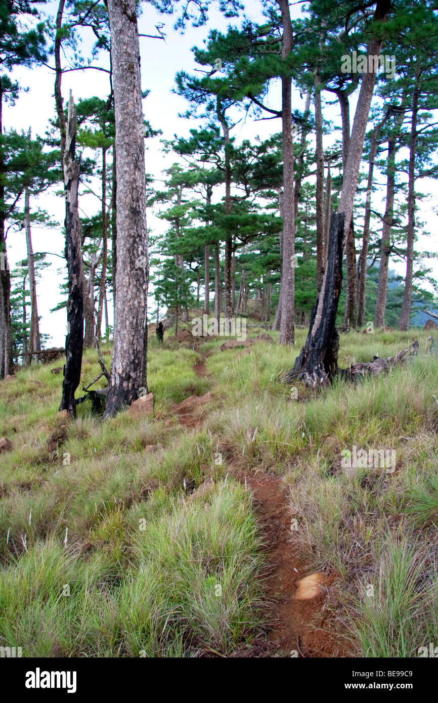 Pine forest in Mt. Tapulao, Zambales Stock Photo - Alamy
