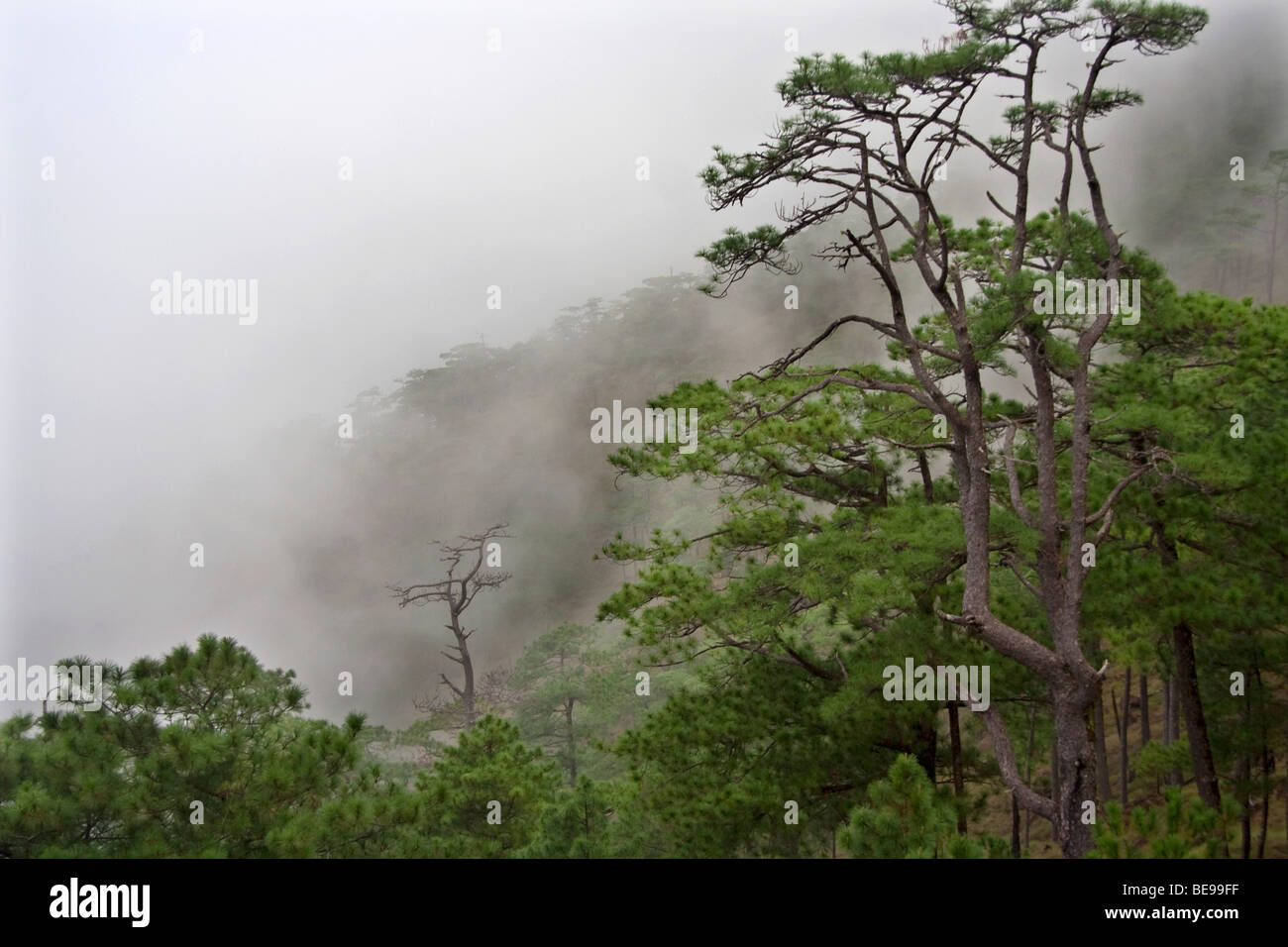 Pine forest in Mt. Tapulao, Zambales Stock Photo - Alamy