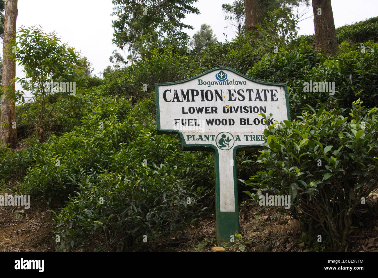Tea Plantation Sign Board Bogawantalawa, Sri Lanka Stock Photo - Alamy