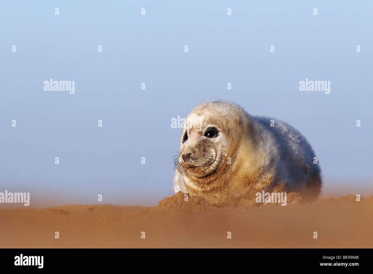Grijze zeehondpup liggend op het strand; Grey seal pup lying in the ...
