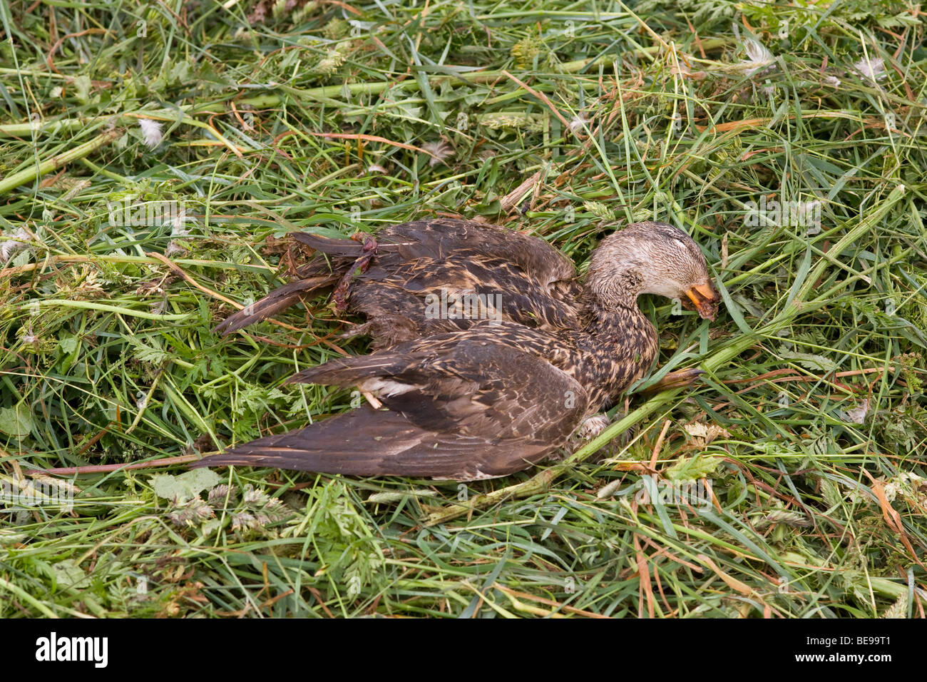 Dead Mallard by mowing after 1 June in Nature aria Rijnstrangen Stock ...