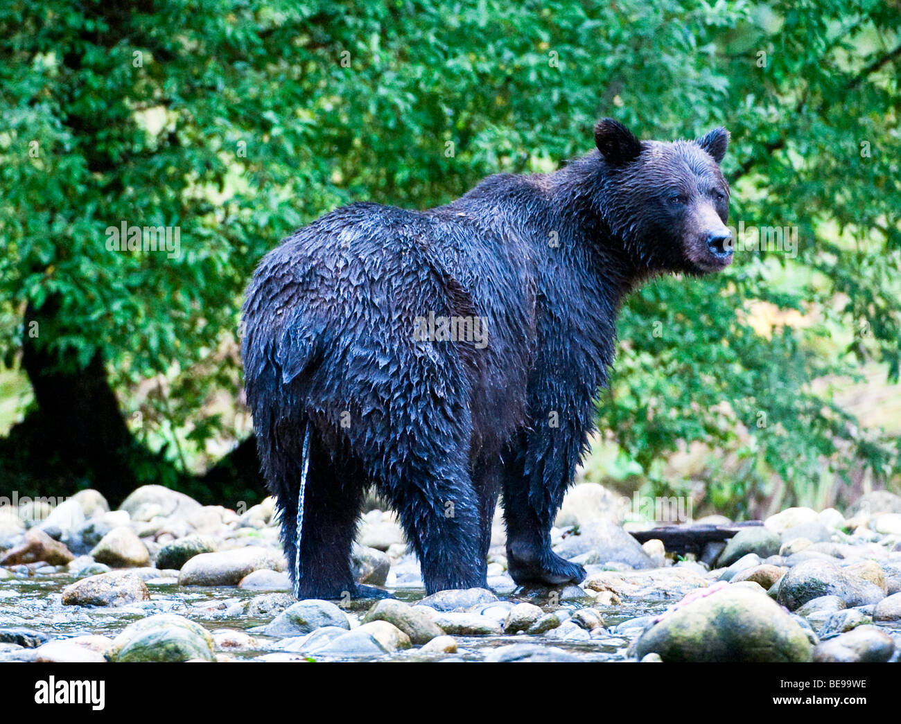 "We bottle our water from the finest natural resources, from the purest ...