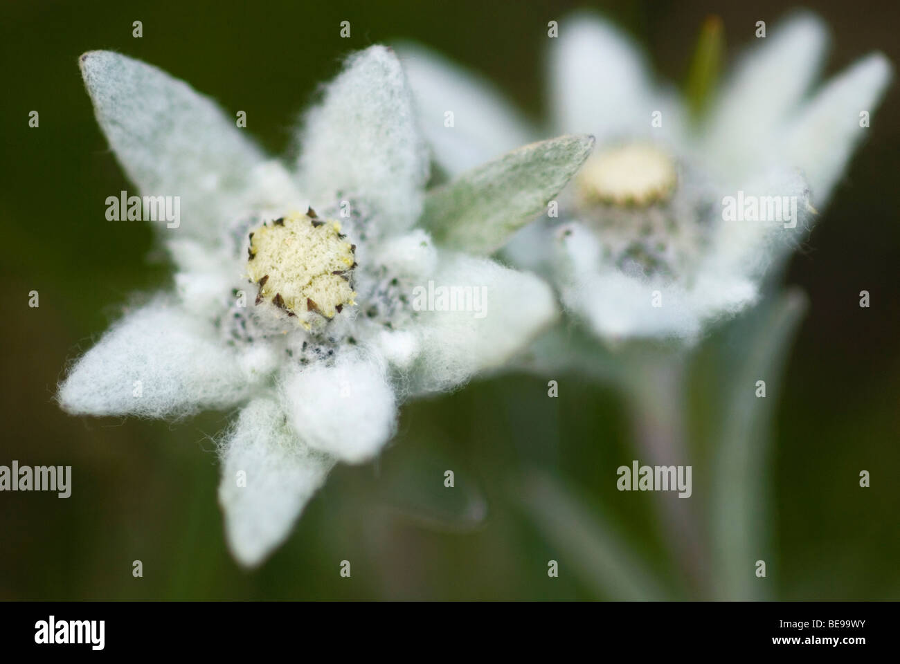 Edelweiss hi-res stock photography and images - Alamy