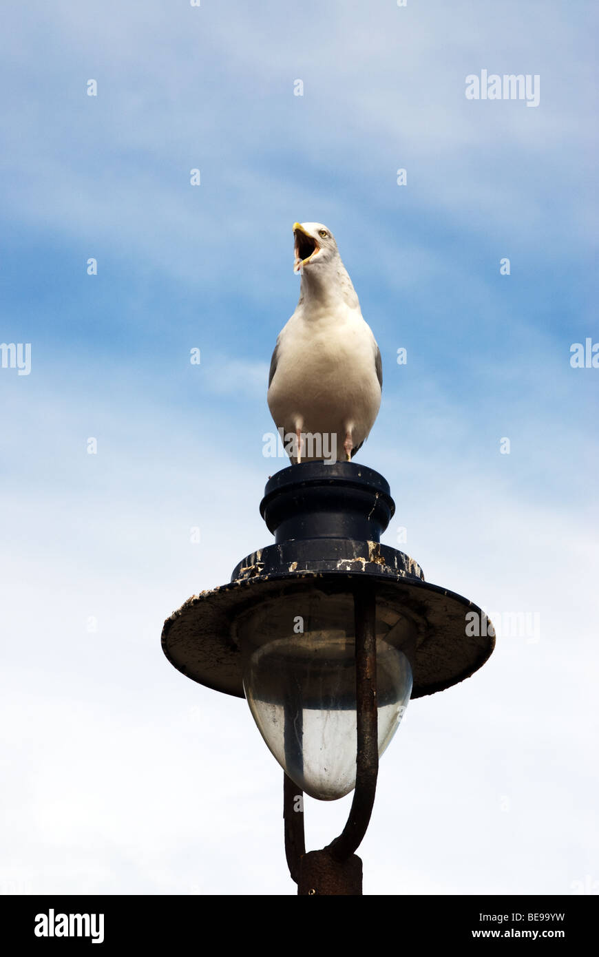 Seagull at Llandudno Wales Stock Photo - Alamy