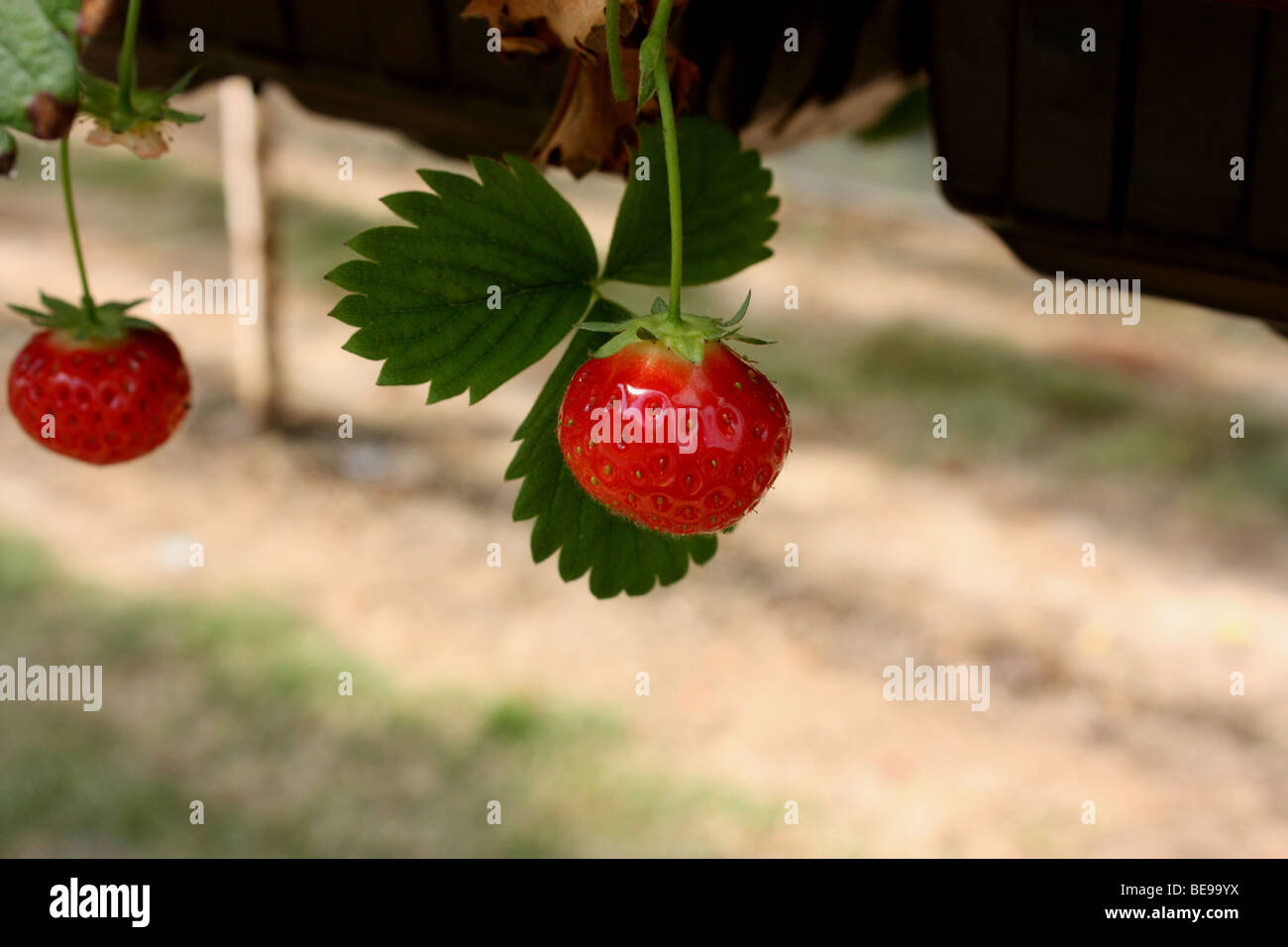 Strawberry blo hi-res stock photography and images - Alamy