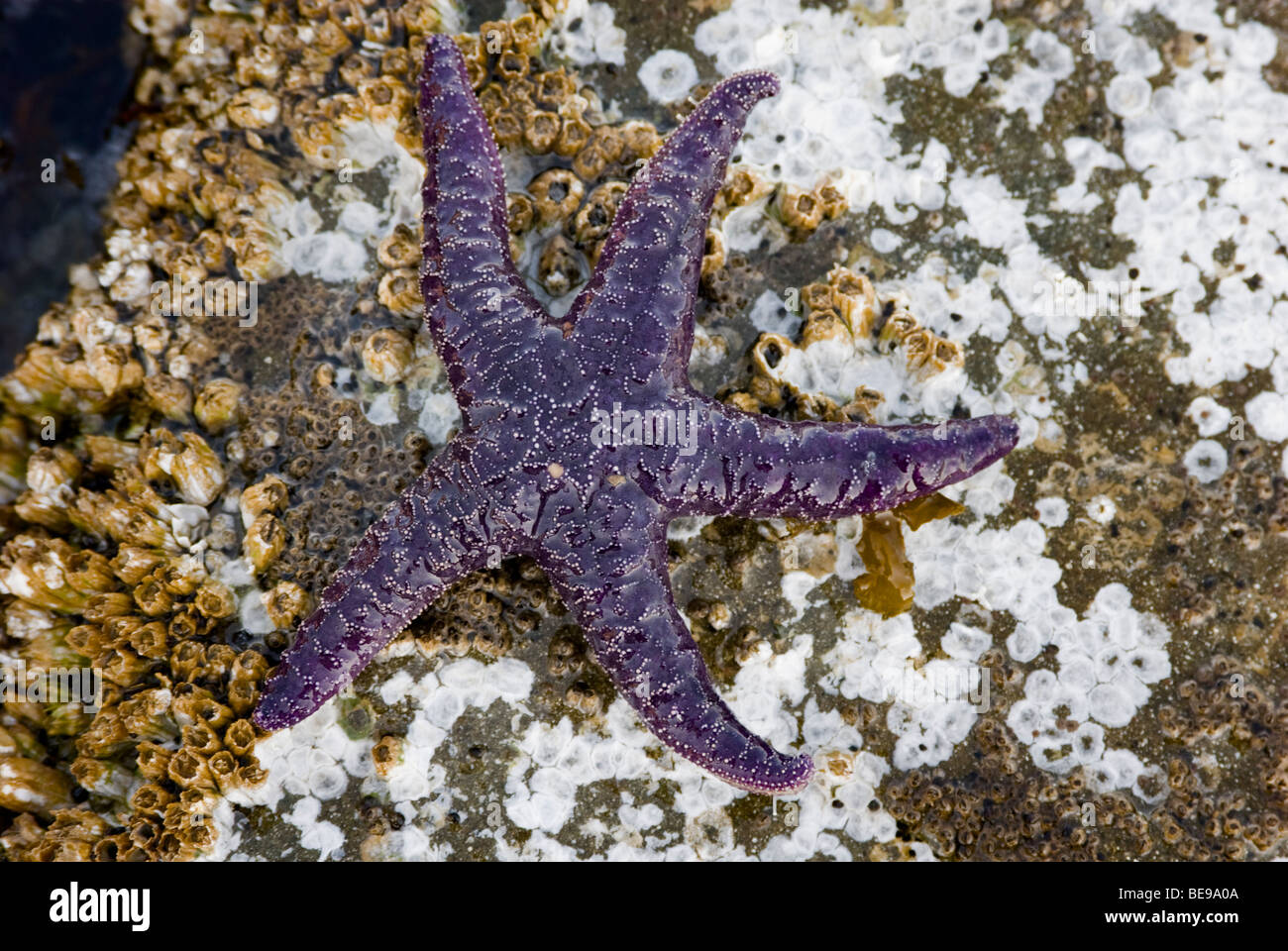 Purple Sea Star, (Pisaster ochraceus) on top of barnacle encrusted ...