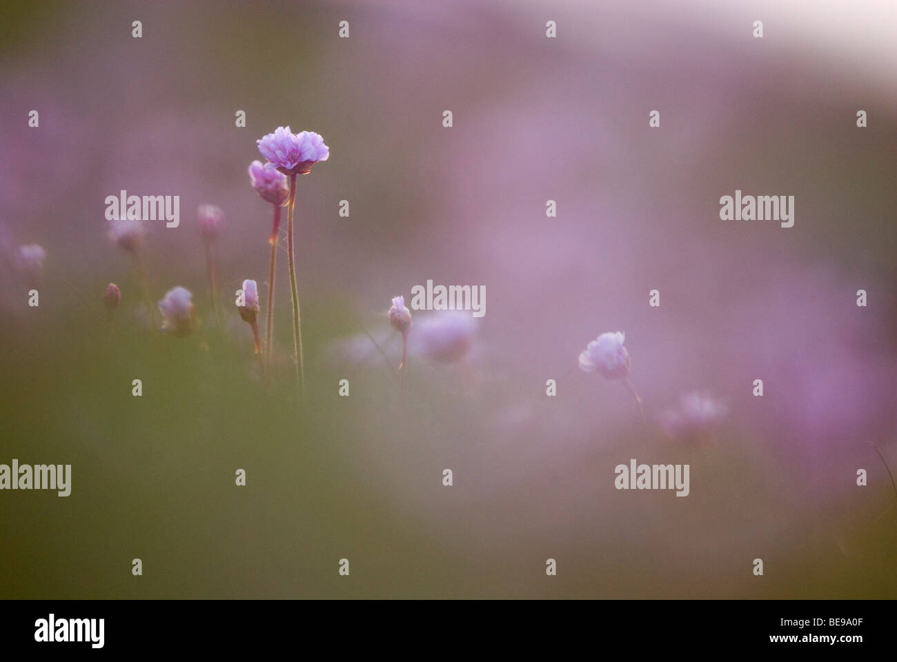 Engels Gras High Resolution Stock Photography and Images - Alamy