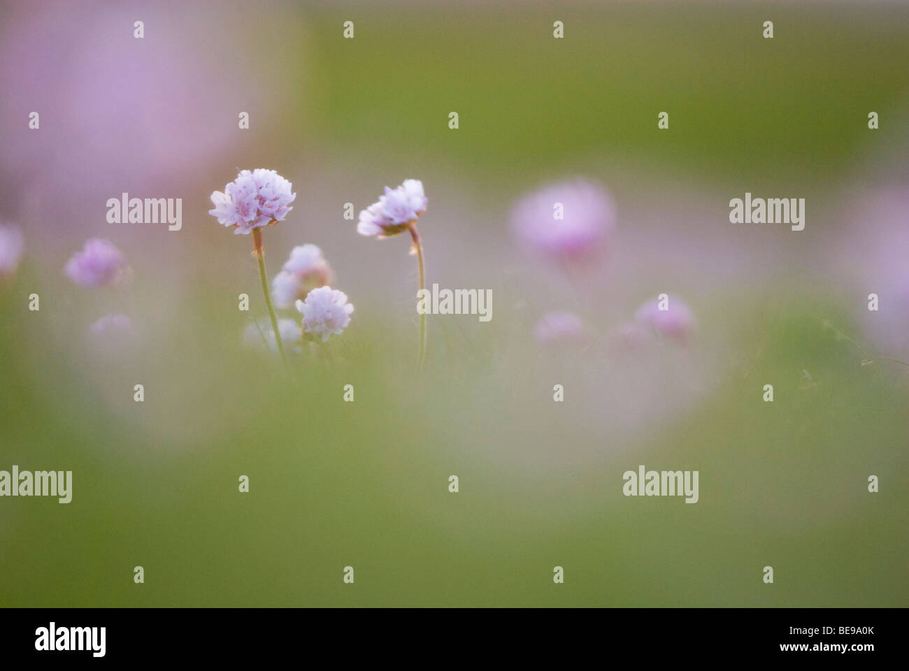 Engels Gras High Resolution Stock Photography and Images - Alamy