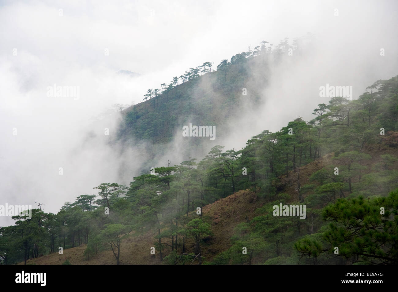 Pine forest in Mt. Tapulao, Zambales Stock Photo - Alamy